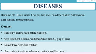 Cultivation Practices onTobacco Crop 2.pptx