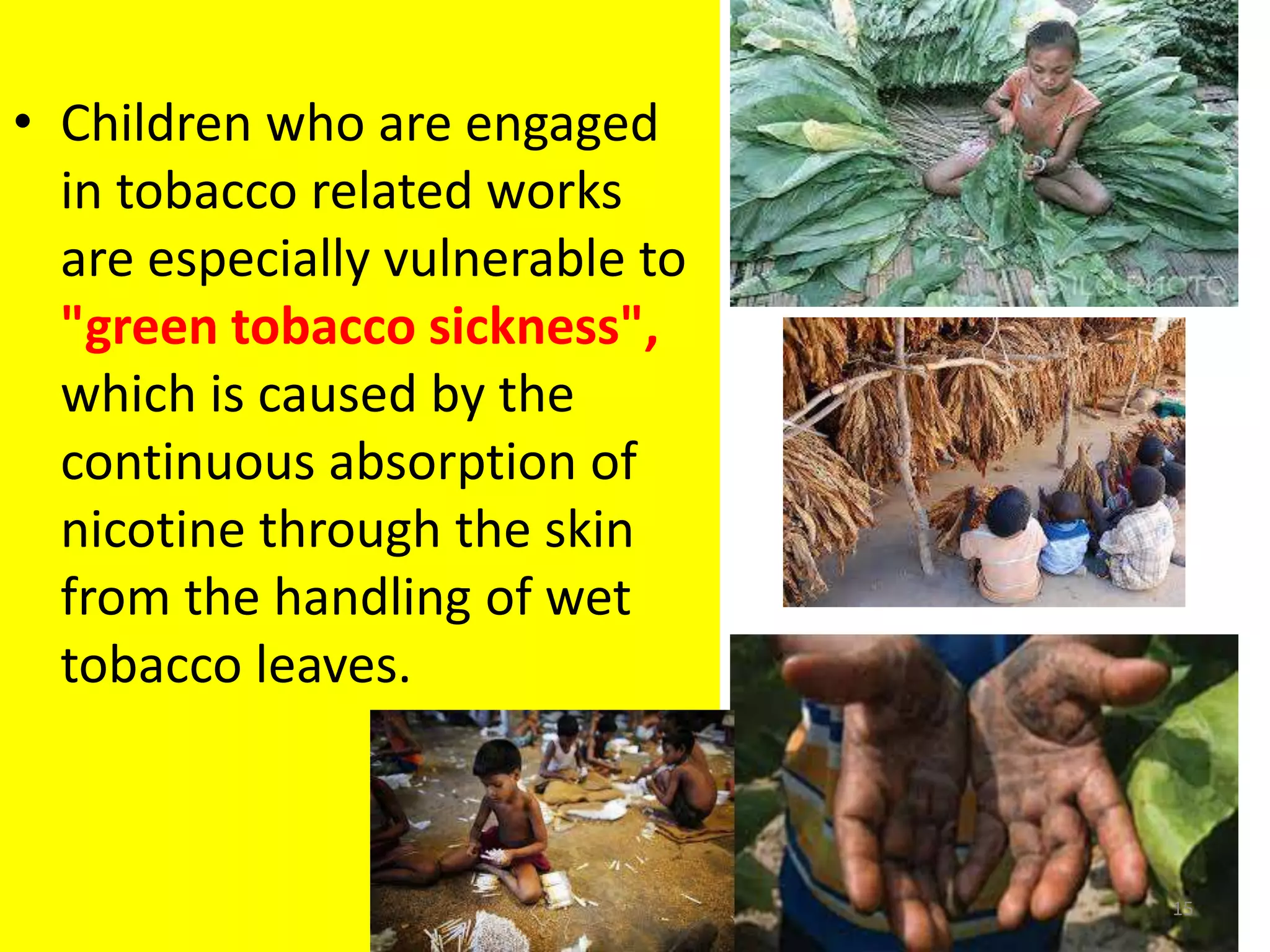 Tobacco and effects | PPTX