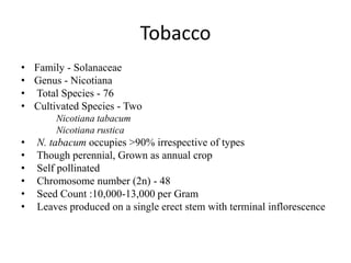 Tobacco biology | PPTX