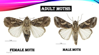 tobacco caterpillar and their management | PPTX