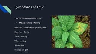 Tobacco mosaic virus | PDF