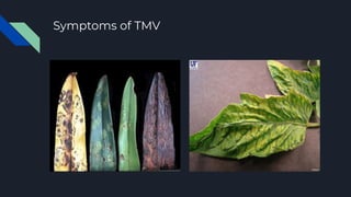 Tobacco mosaic virus | PDF