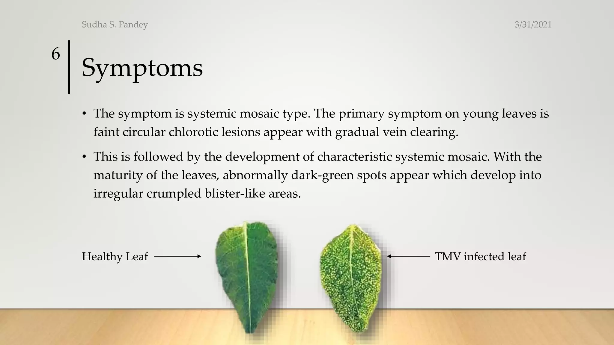 Tobacco mosaic virus General Presentation | PPTX