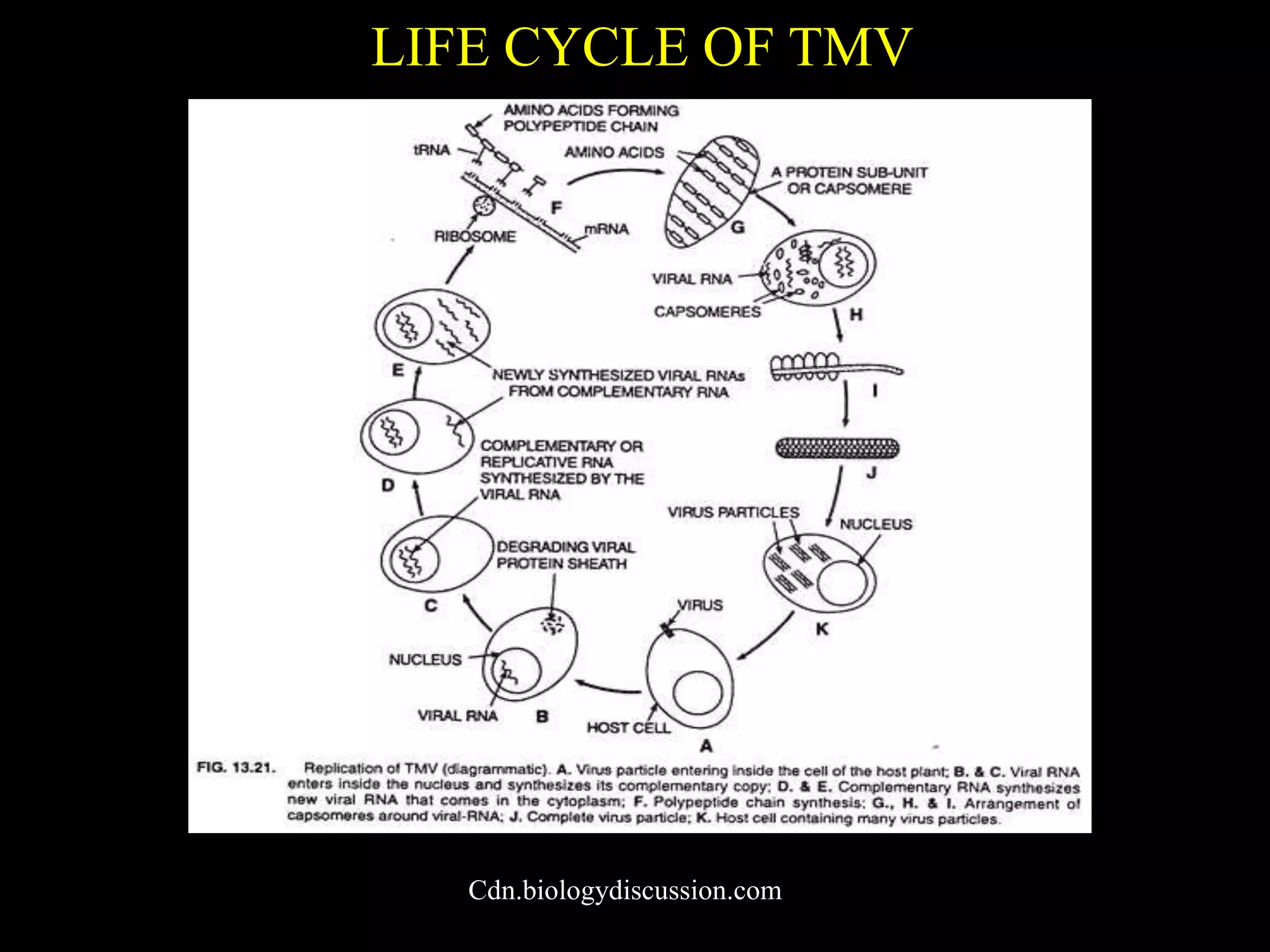 Tobacco mosaic virus | PPTX
