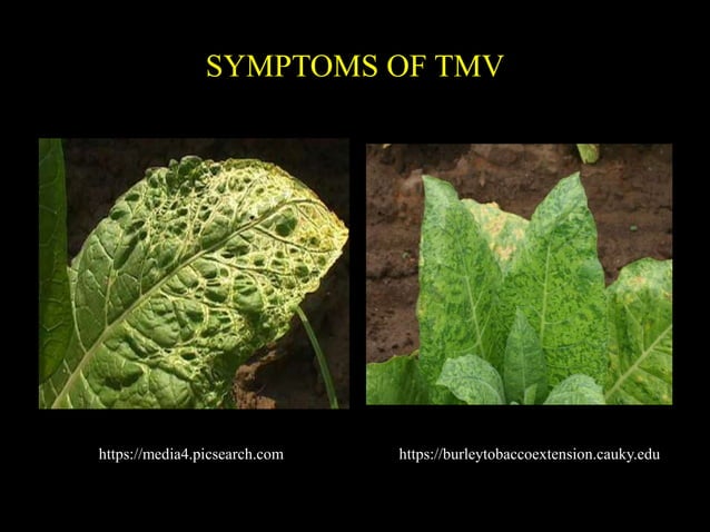Tobacco mosaic virus | PPTX | Gardening | Home & Garden