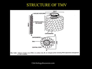 Tobacco mosaic virus | PPTX