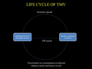 Tobacco mosaic virus | PPTX