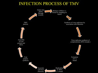 Tobacco mosaic virus | PPT