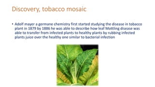 Tobacco Mosaic Virus And papaya leaf curl disease | PPTX