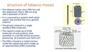 Tobacco Mosaic Virus And papaya leaf curl disease | PPTX