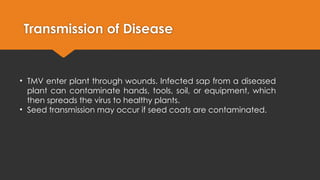 TOBACCO MOSAIC VIRUS (TMV) and its prevention.pptx