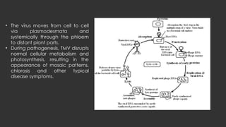 TOBACCO MOSAIC VIRUS (TMV) and its prevention.pptx