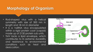 TOBACCO MOSAIC VIRUS (TMV) and its control .pptx