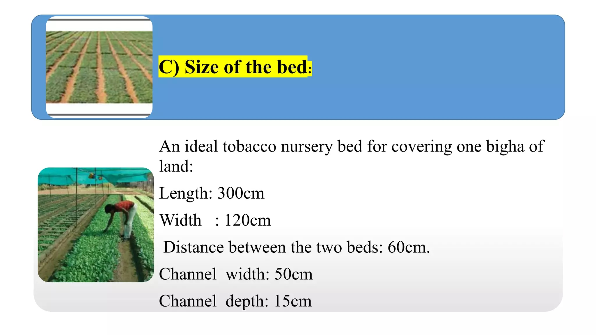 Tobacco nursery bed ppt.pptx