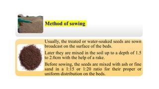 Tobacco nursery bed ppt.pptx
