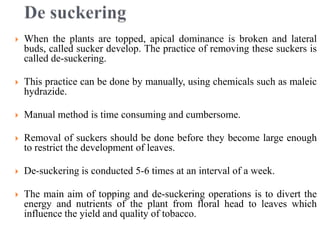 Tobacco intercultural operations | PPTX