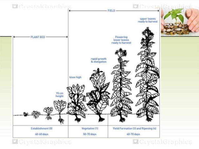 Tobacco Cultivation
