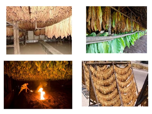 Tobacoo.pptxddwteteryryrutututiyyuyutrwwrwrerwrwrw | PPT