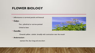tobbaco, Introduction, breeding objectives, selfing and crossing ...