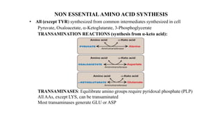 TOBIAS BIOSYNTHESIS OF AMINO ACIDS PRESENTATION.pptx