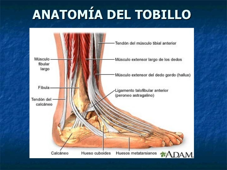 Tobillo