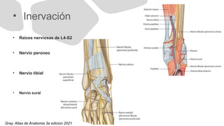 ANATOMIA Y FUNCIONAL DE TOBILLO ORTOPEDIA.pptx