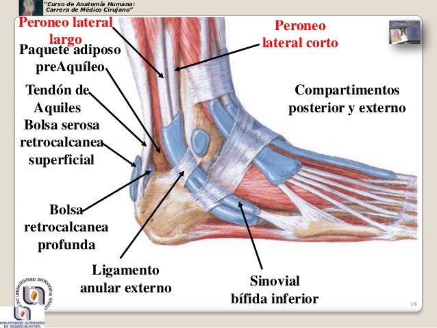 Tendones y ligamentos del pie - Imagui
