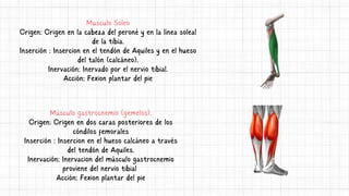 Exposición de tobillo y pie de anatomia. | PDF