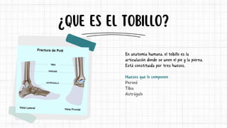 Exposición de tobillo y pie de anatomia. | PDF