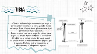 Exposición de tobillo y pie de anatomia. | PDF