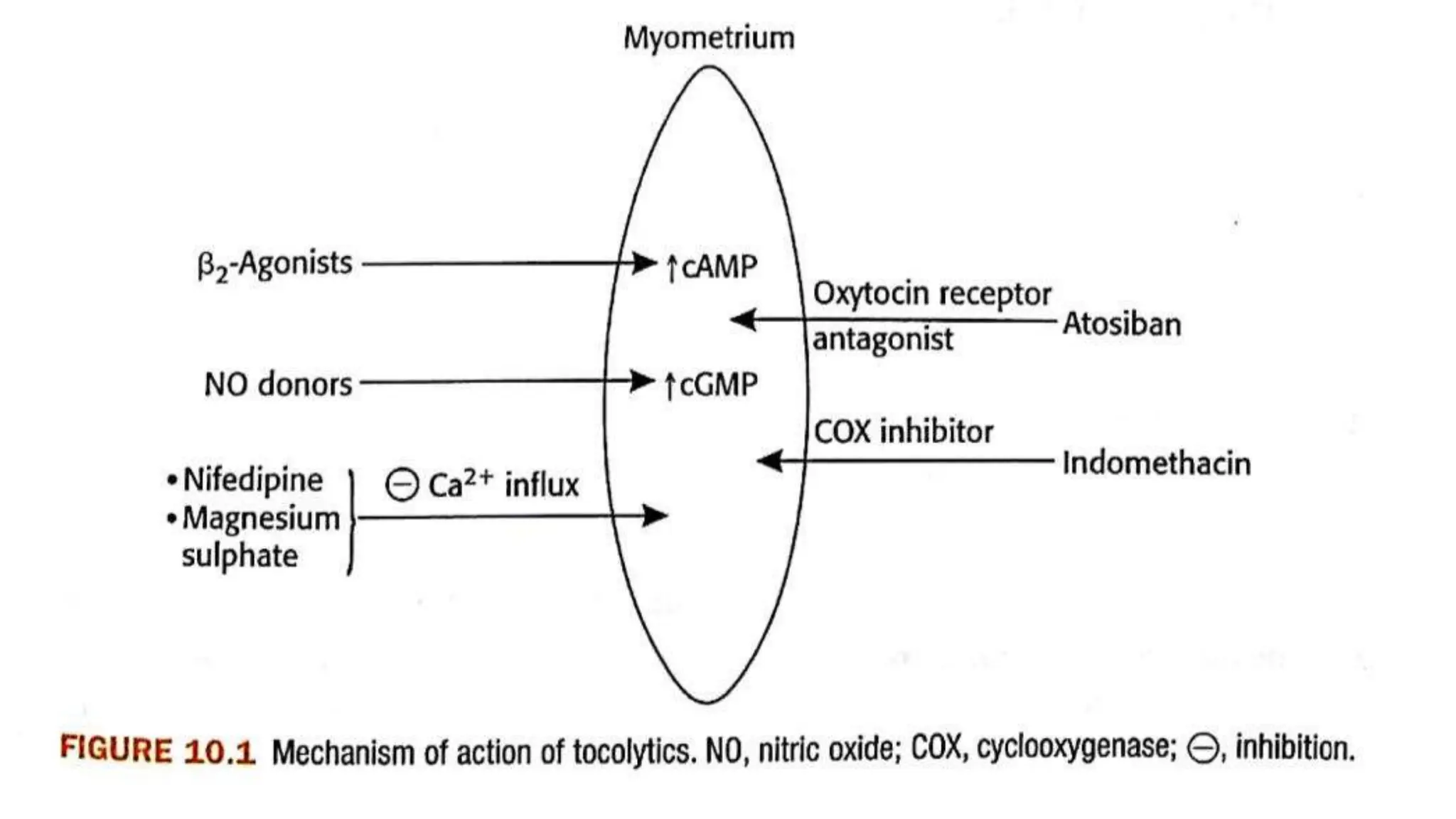 tocolytics PowerPoint presentation intro | PPTX