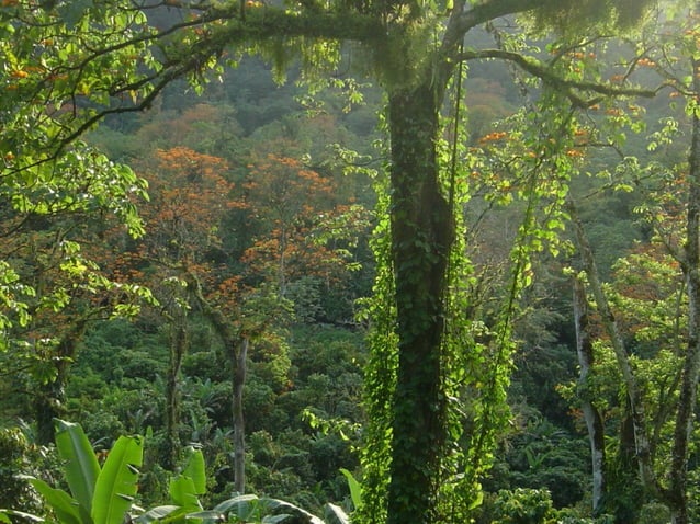 The Toco Port Project | PPT