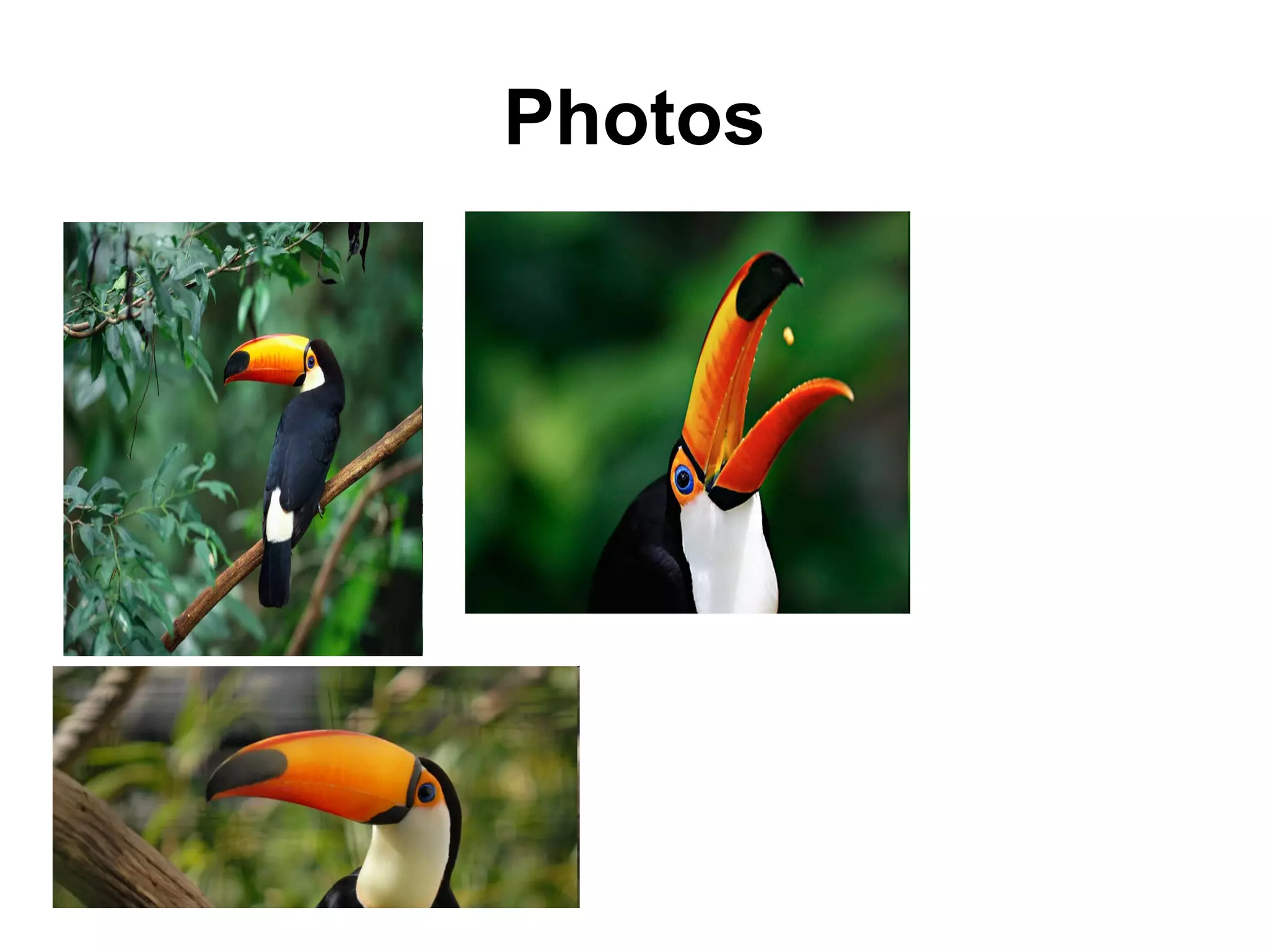 Toco toucan powerpoint Nicole Chavarin | PPT