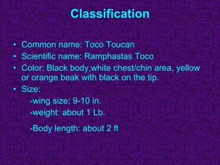 Toco toucan powerpoint Nicole Chavarin | PPT