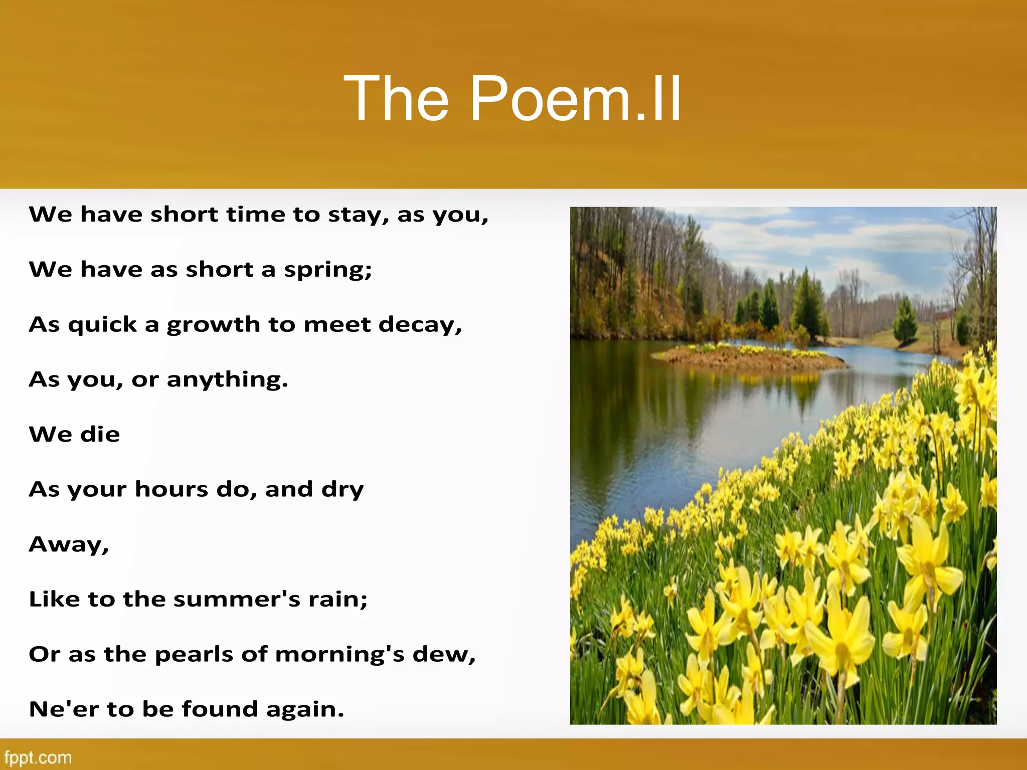 Daffodils | PPT