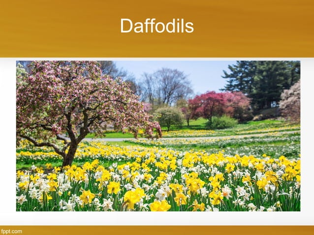 Daffodils | PPT
