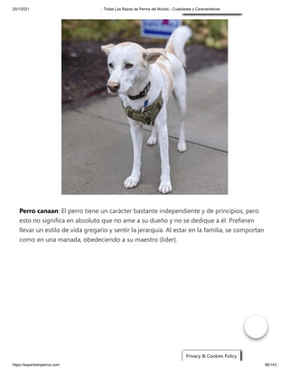 Todas las razas de perros del mundo cualidades y | PDF