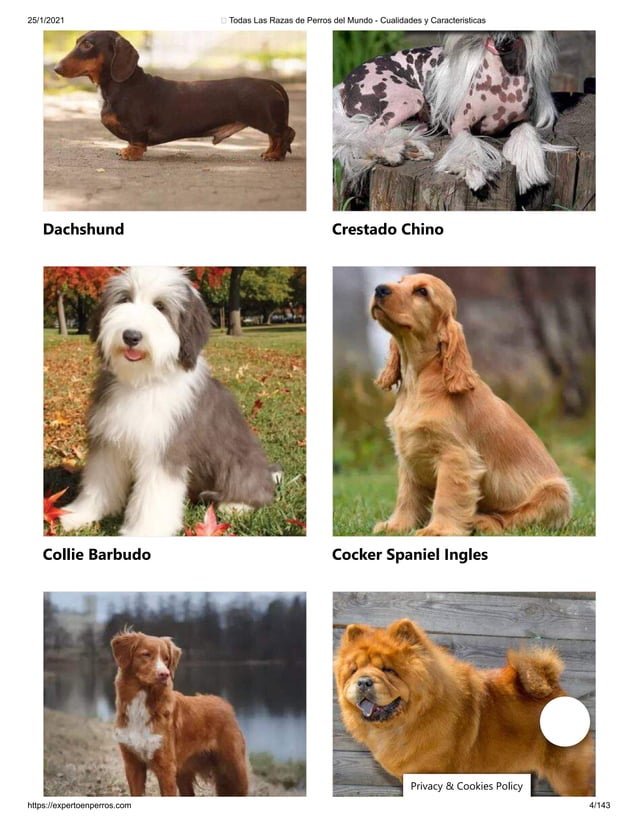 Todas las razas de perros del mundo cualidades y | PDF