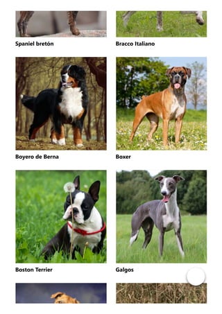 Todas las razas de perros del mundo cualidades y características | PDF