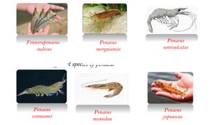 Shrimp | PPT