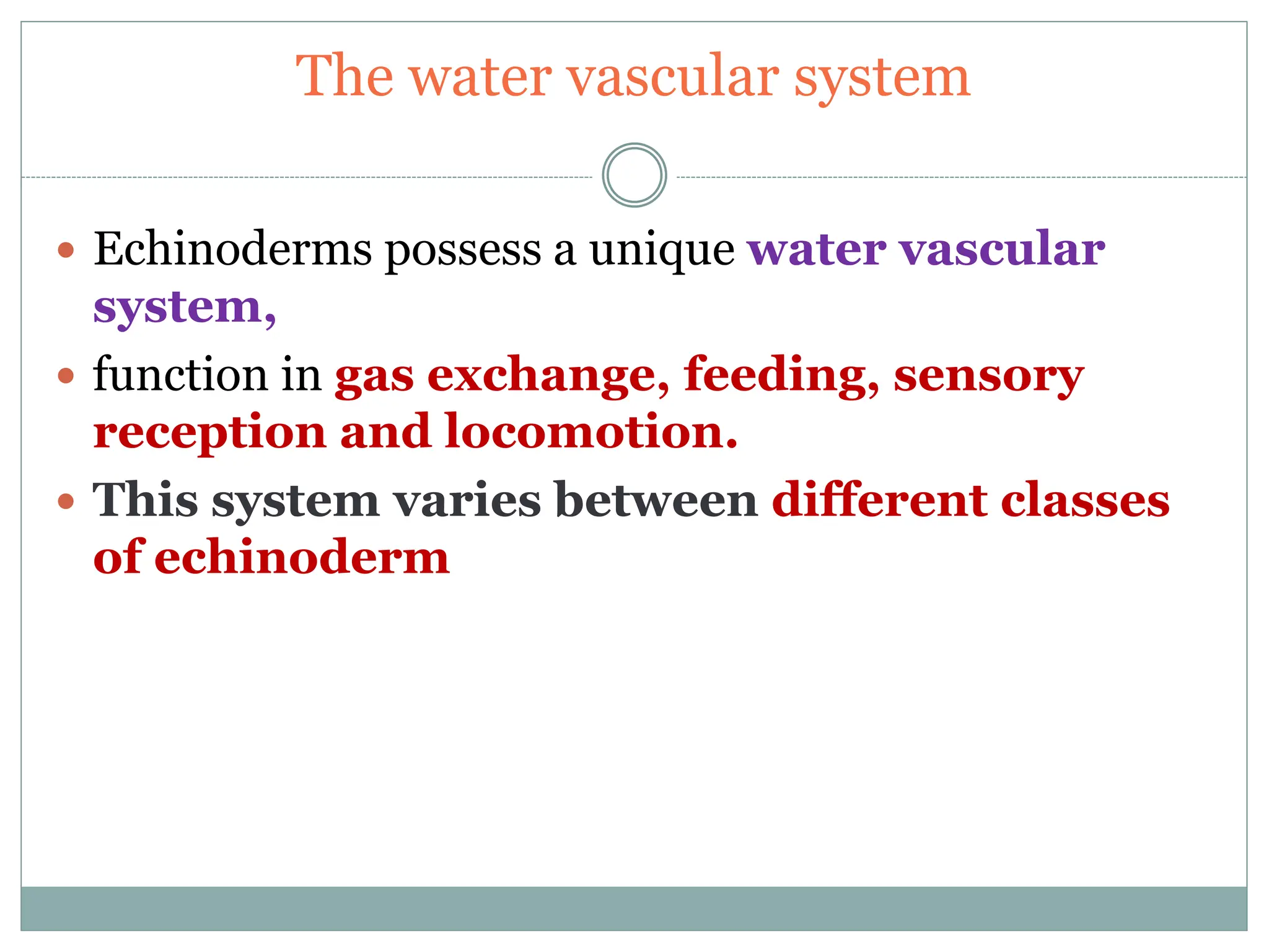today final (2) - Copy.pptx of echinoderms | PPTX