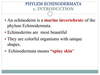 today final (2) - Copy.pptx of echinoderms | PPTX