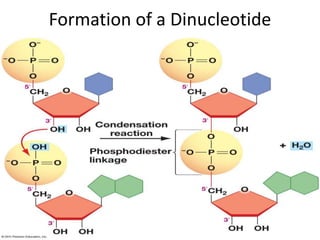 today's class PPT.pptx pre university college | PPT