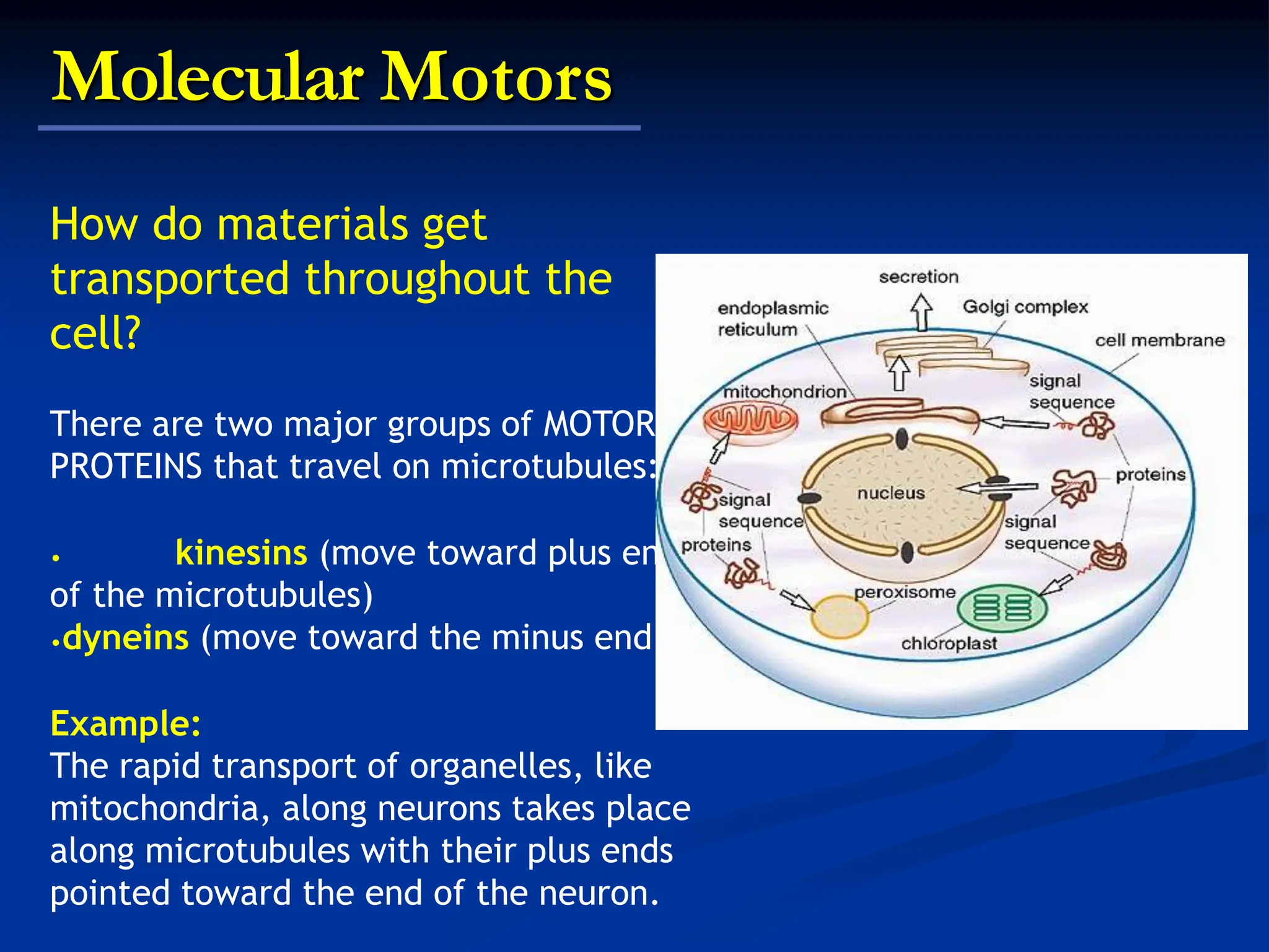 TODAYS LECT- cytoskelton based molecular motors and machines | PPT