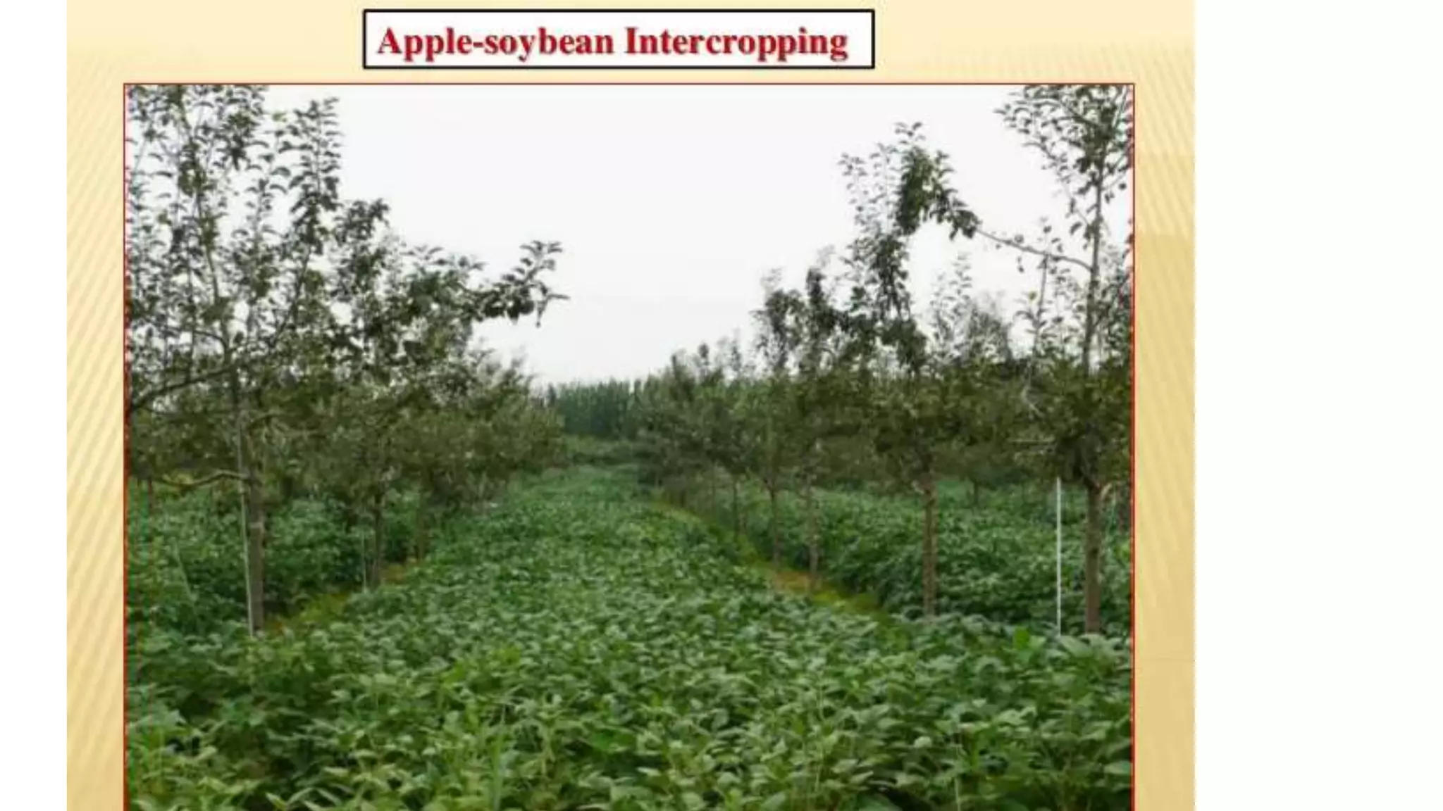 To develop a model cropping system | PPTX