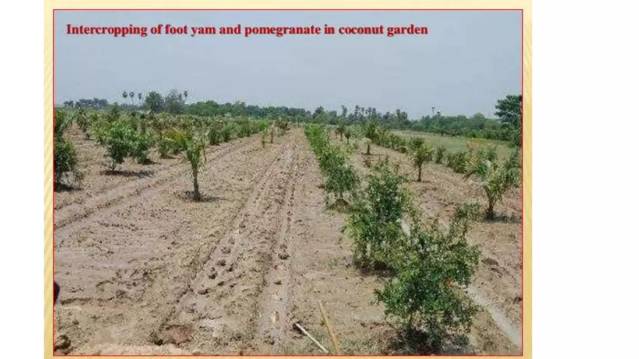 To develop a model cropping system | PPTX