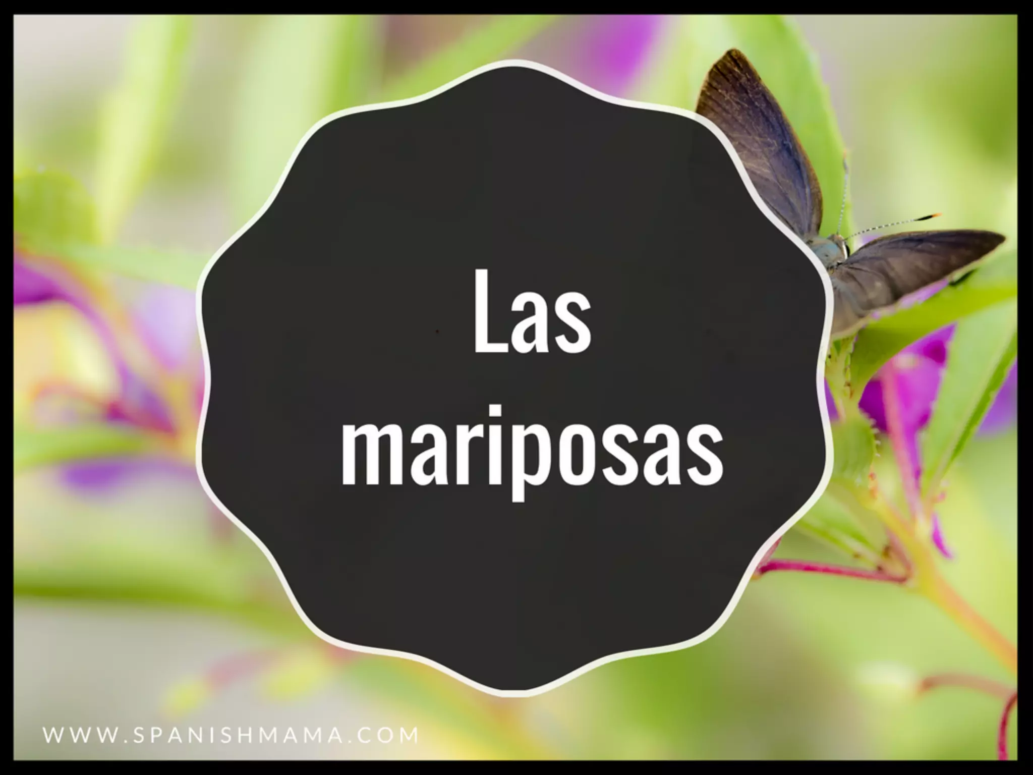 Todo sobre las mariposas | PPT