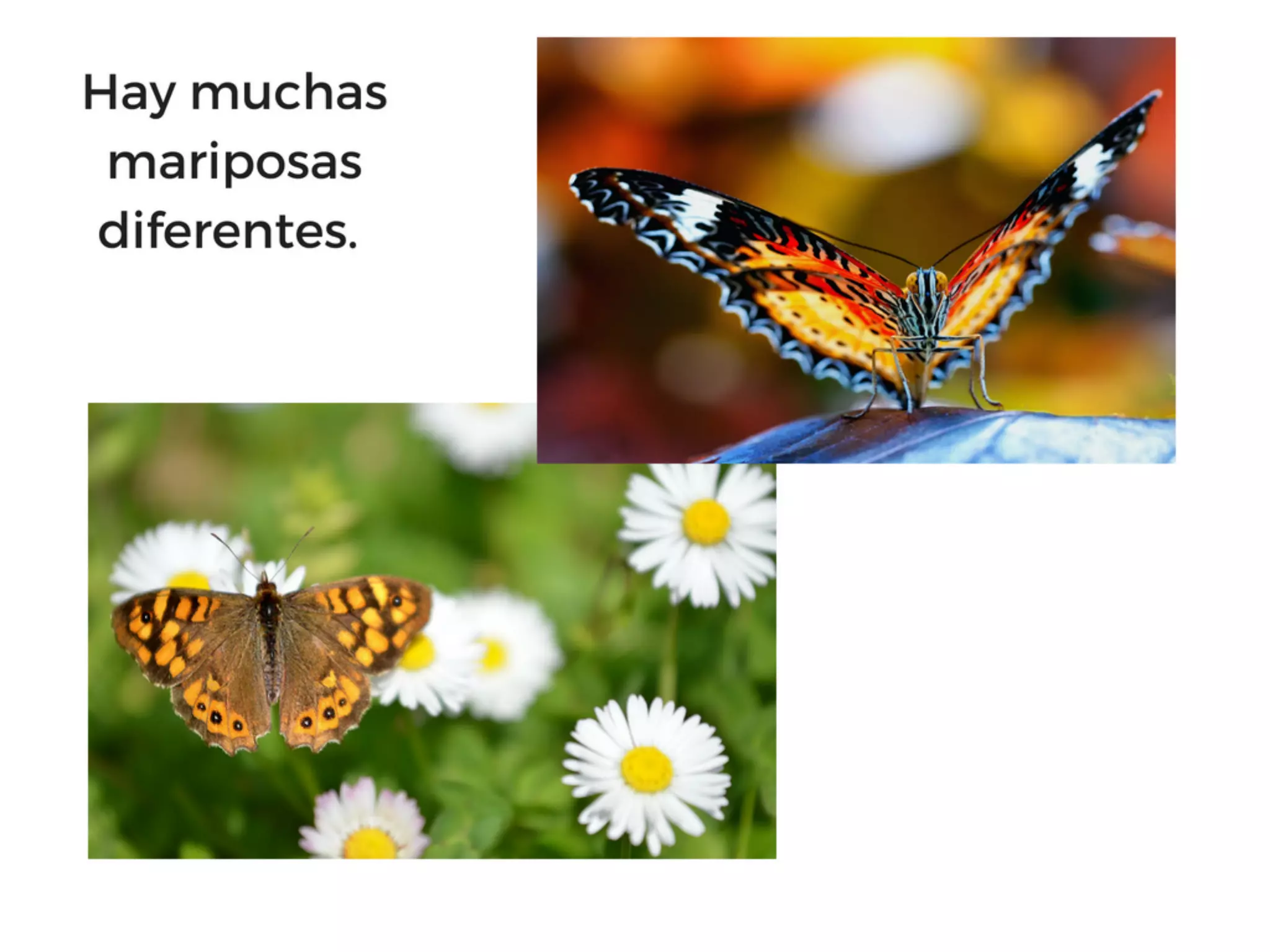 Todo sobre las mariposas | PPT