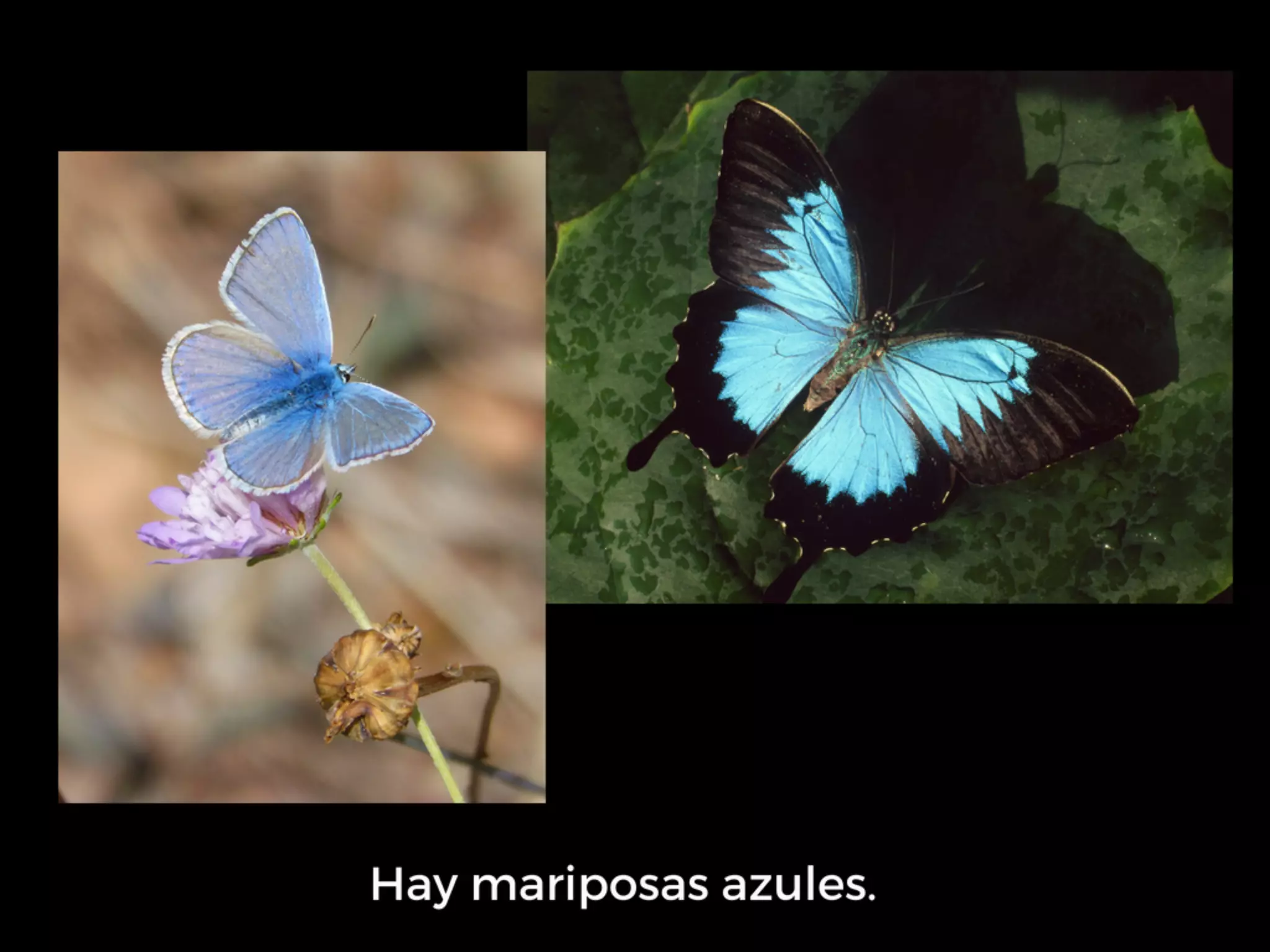 Todo sobre las mariposas | PDF
