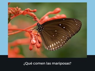 Todo sobre las mariposas | PPT